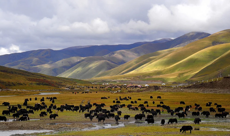 Tibetan Nomads known as drokpa – Tibetan Heritage Month